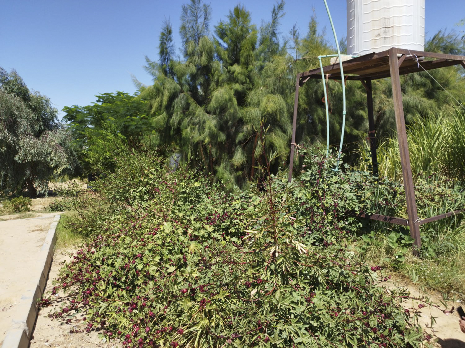 ASM Egypt | Premium Organic & Conventional Peanuts