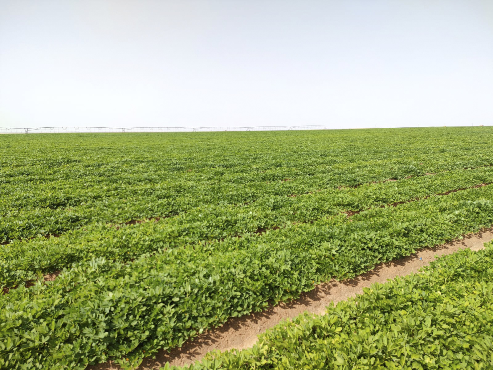 ASM Egypt | Premium Organic & Conventional Peanuts