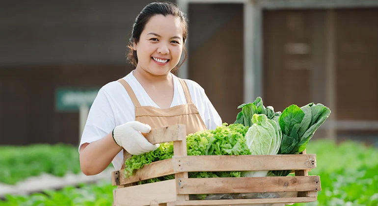 Harvest – ASM Egypt